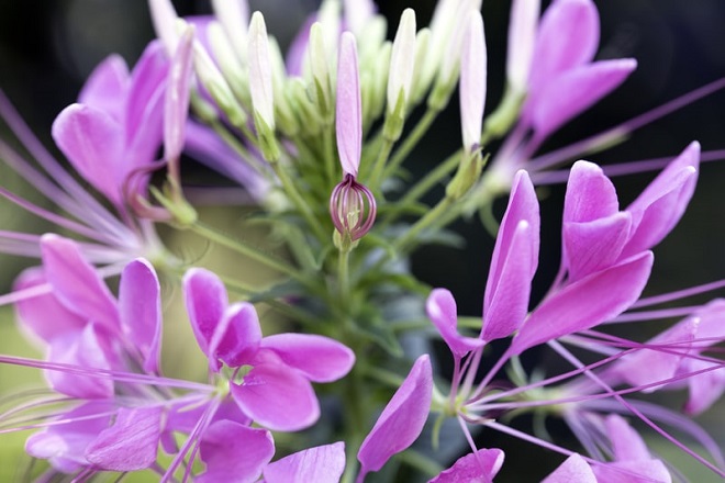 Top 10 Flowers That Bloom All Year Around - UPLARN