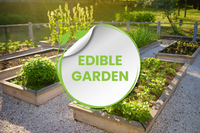 Growing an Edible Garden: A Beginner’s Guide - UPLARN